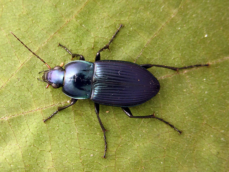 Carabidae: Poecilus versicolor , Natura Mediterraneo | Forum Naturalistico