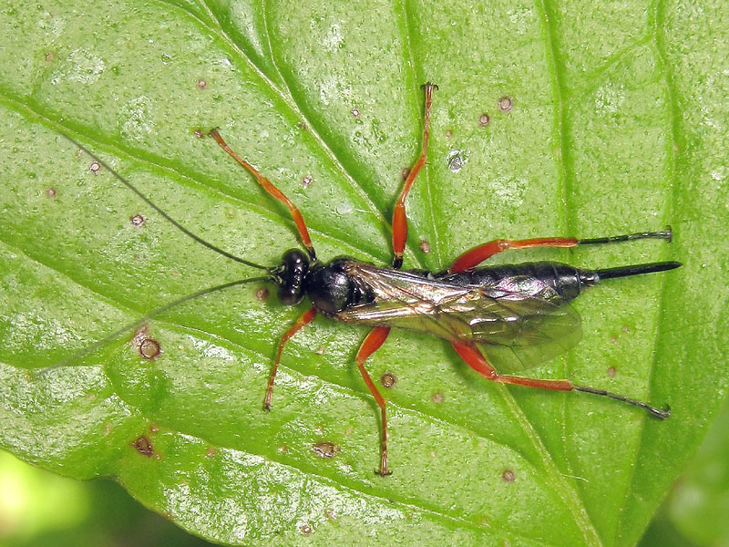 Ichneumonidae: Pimpla rufipes , Natura Mediterraneo | Forum Naturalistico