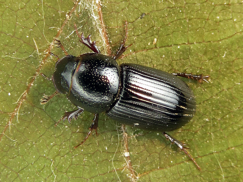 Liothorax niger ? No, Nialus varians (Aphodiidae) , Natura Mediterraneo ...
