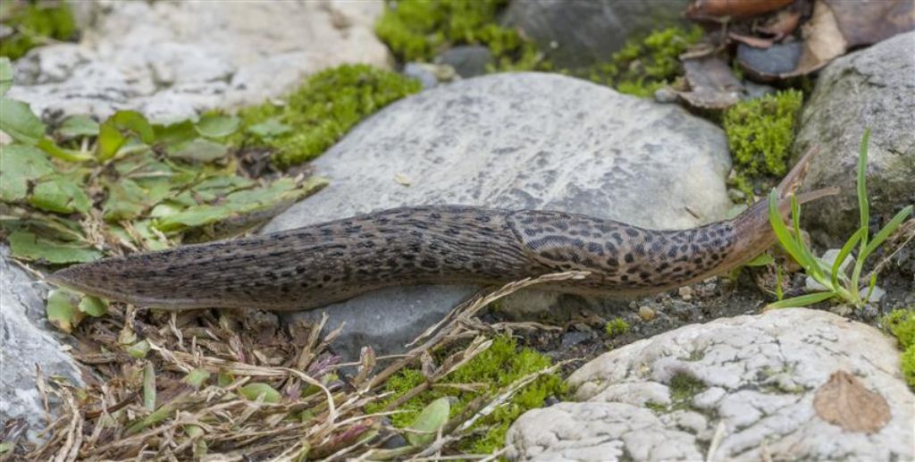 Limax maximus , Natura Mediterraneo | Forum Naturalistico