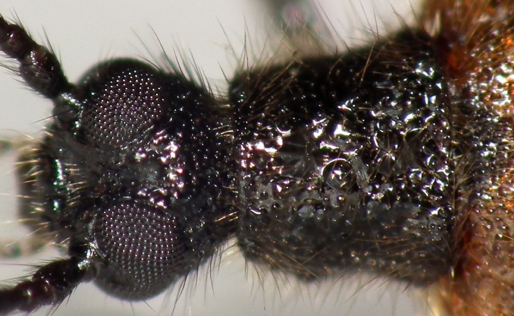 Tenebrionidae: Lagria hirta? , Natura Mediterraneo | Forum Naturalistico