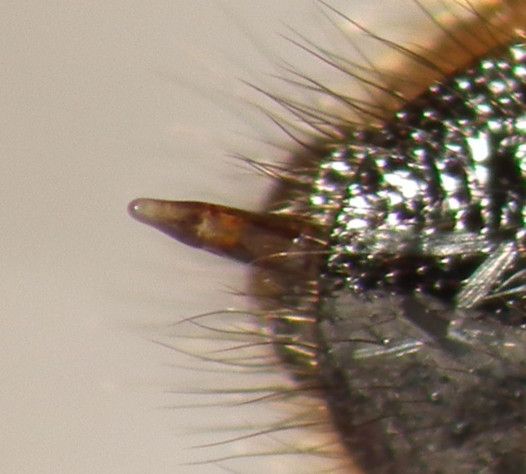 Tenebrionidae: Lagria hirta? , Natura Mediterraneo | Forum Naturalistico