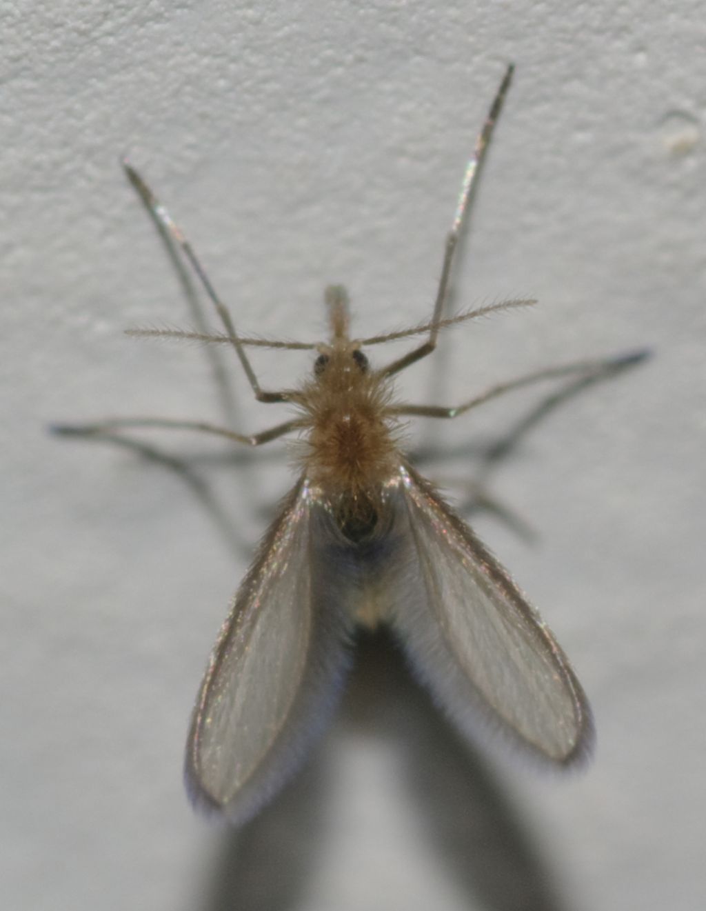 Phlebotomus , Natura Mediterraneo | Forum Naturalistico