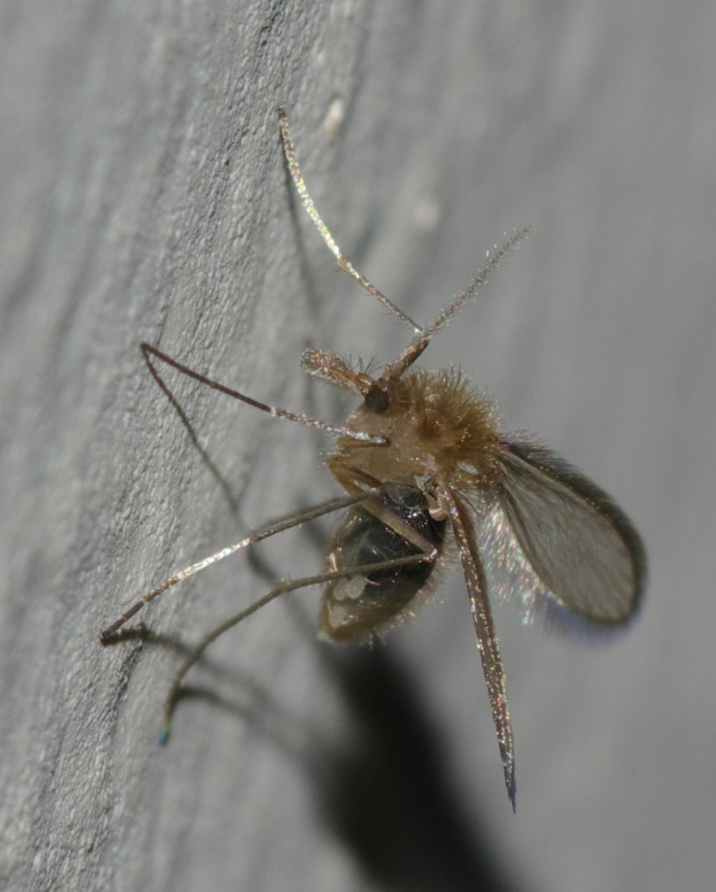 Phlebotomus , Natura Mediterraneo | Forum Naturalistico