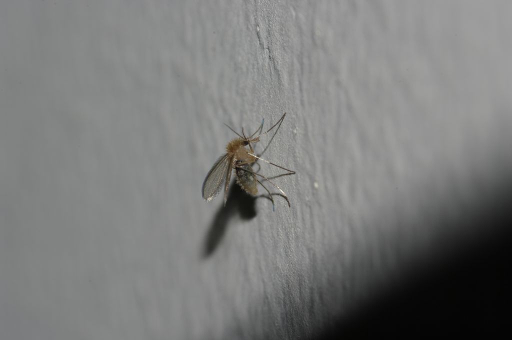 Phlebotomus , Natura Mediterraneo | Forum Naturalistico