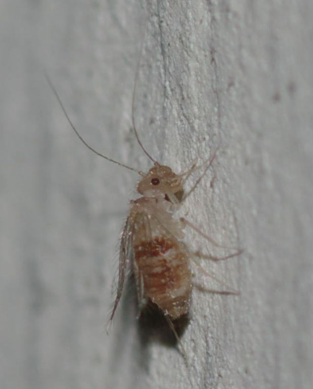 Psocottero 1 , Natura Mediterraneo | Forum Naturalistico