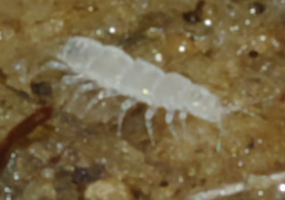 Piccoli miriapodi , Natura Mediterraneo | Forum Naturalistico