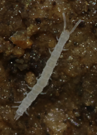 Piccoli miriapodi , Natura Mediterraneo | Forum Naturalistico