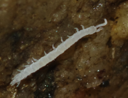 Piccoli miriapodi , Natura Mediterraneo | Forum Naturalistico