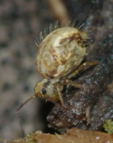 Collembolo , Natura Mediterraneo | Forum Naturalistico