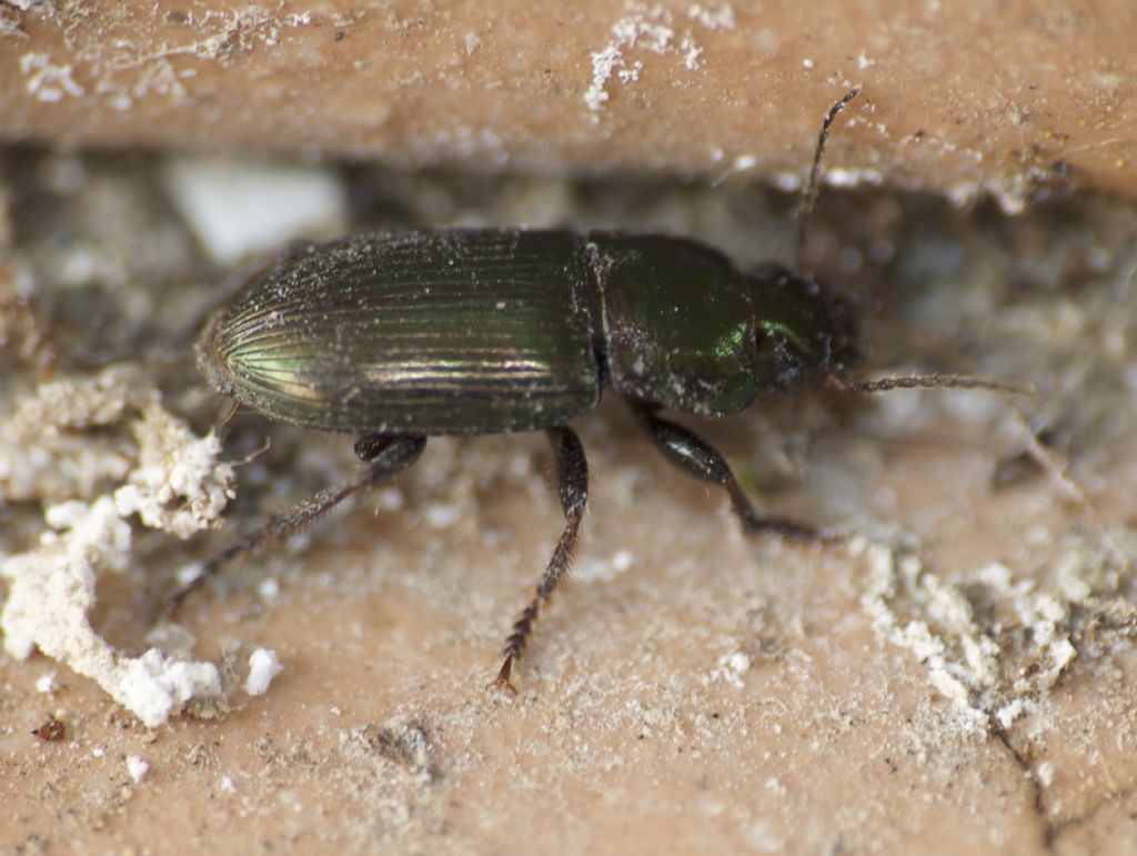 Carabidae: Harpalus distinguendus , Natura Mediterraneo | Forum ...