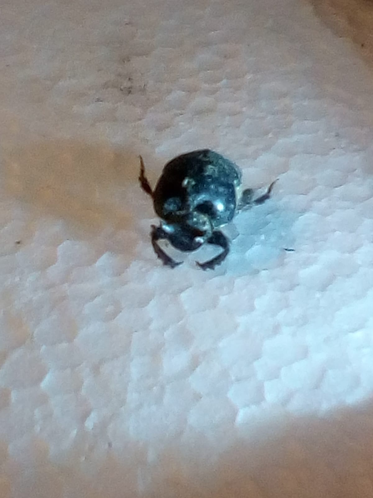 Scarabeidae: Bubas bison , Natura Mediterraneo | Forum Naturalistico