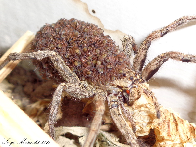 Hogna radiata con prole - Mezzano di Ravenna (RA) , Natura Mediterraneo ...