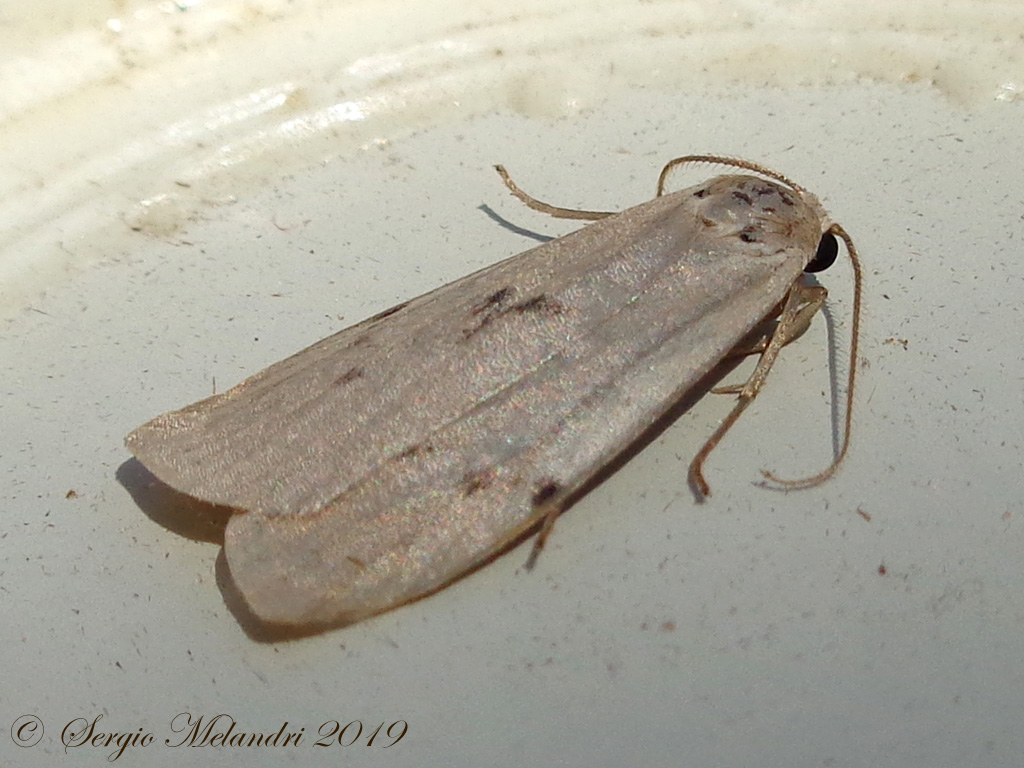Falena da ID , Natura Mediterraneo | Forum Naturalistico
