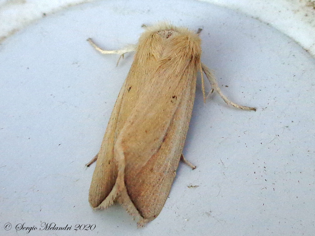 Falena da ID , Natura Mediterraneo | Forum Naturalistico