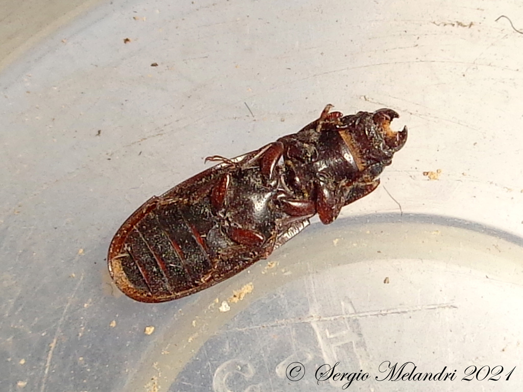 Trogossitidae: Tenebroides sp. , Natura Mediterraneo | Forum Naturalistico