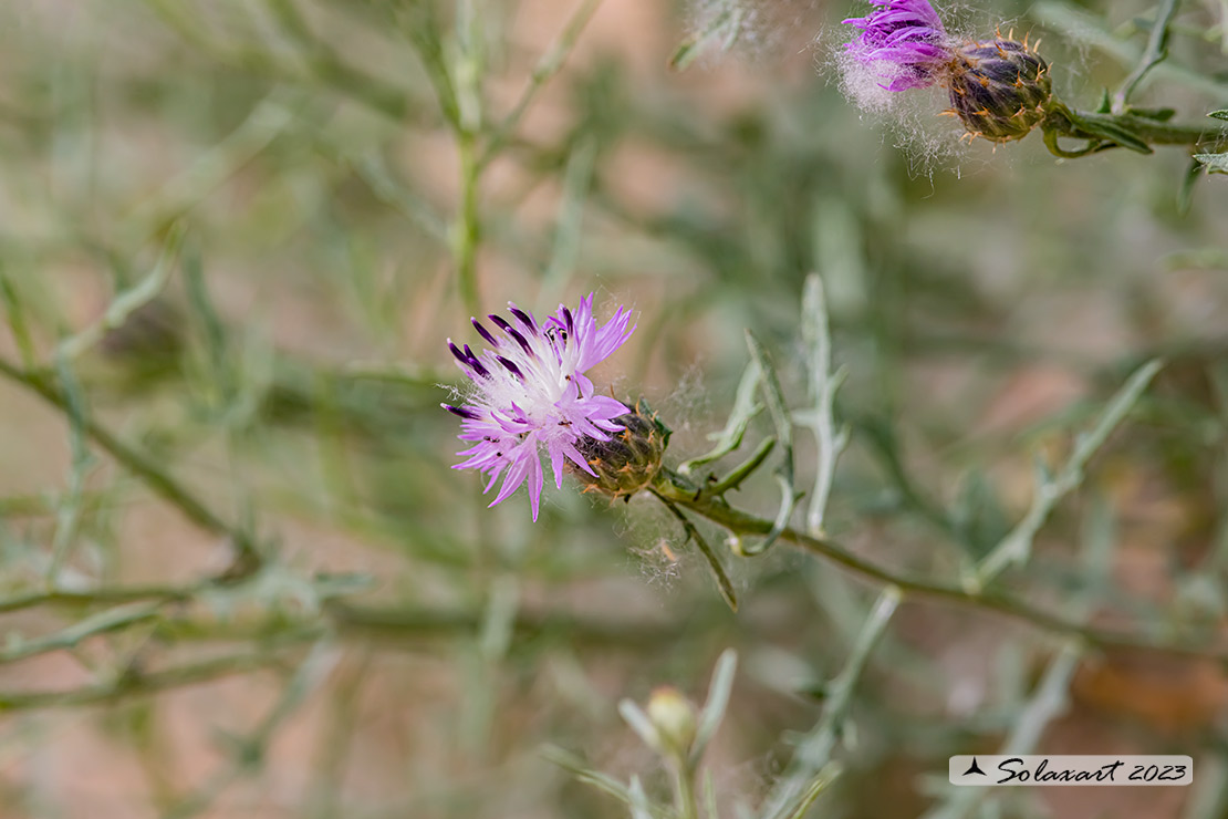 Centaurea stoebe (???) , Natura Mediterraneo | Forum Naturalistico