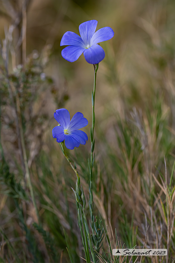 Linum (???) , Natura Mediterraneo | Forum Naturalistico