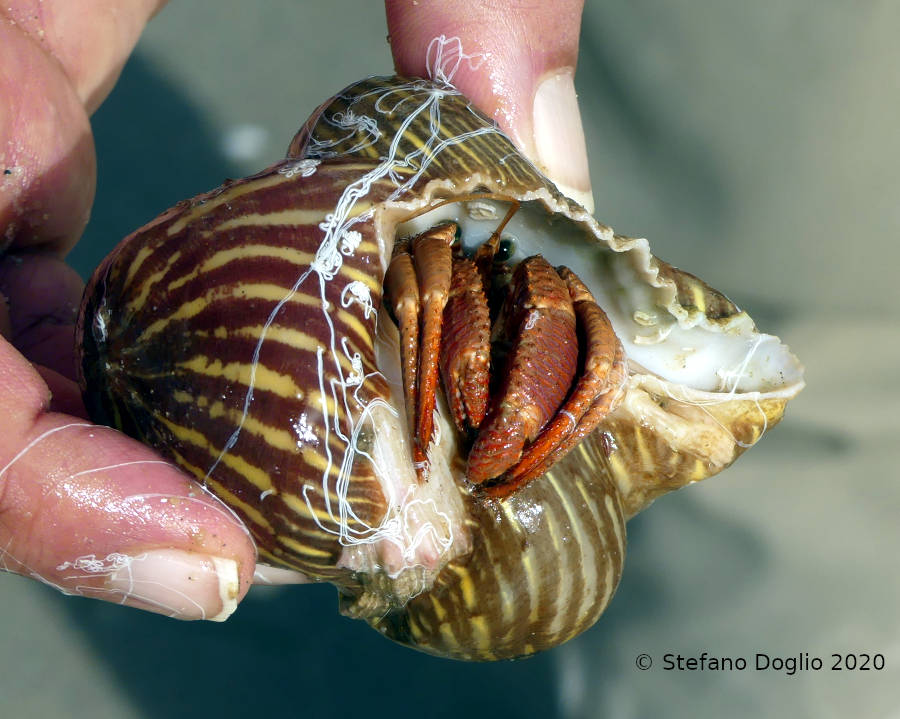 paguro marocchino , Natura Mediterraneo | Forum Naturalistico