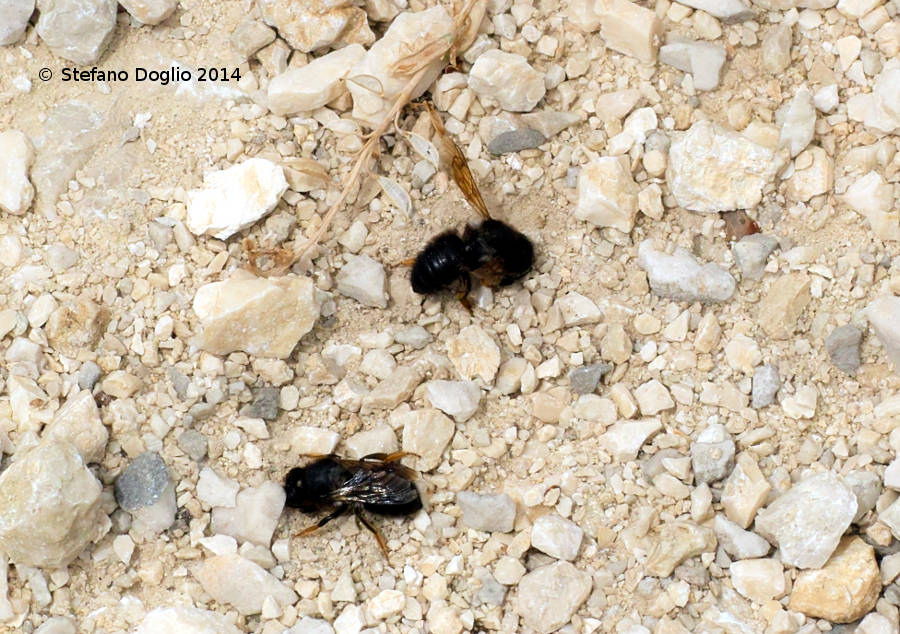 api "nere" abruzzesi , Natura Mediterraneo | Forum Naturalistico