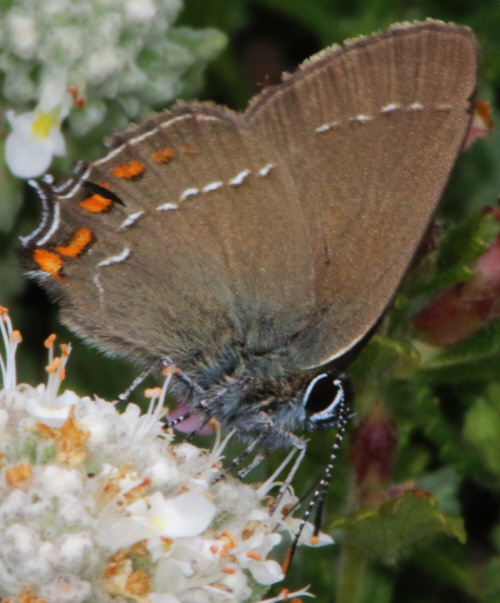 Satyrium esculi. No, Satyrium ilicis, Lycaenidae , Natura Mediterraneo ...