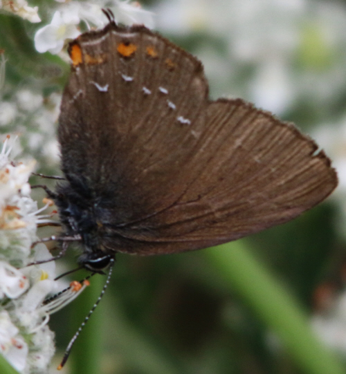 Satyrium esculi. No, Satyrium ilicis, Lycaenidae , Natura Mediterraneo ...