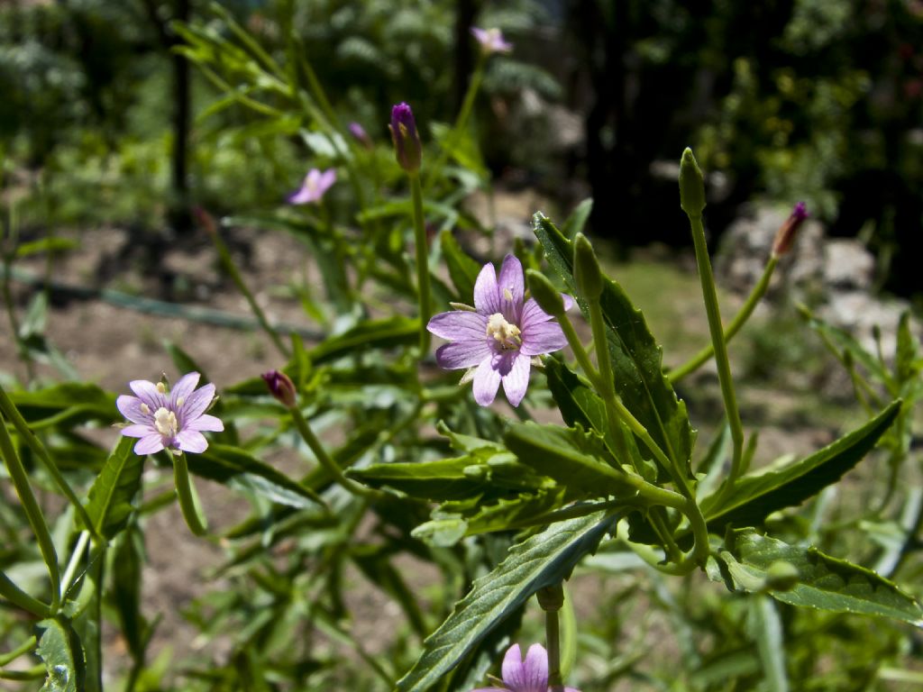 Epilobium sp. , Natura Mediterraneo | Forum Naturalistico