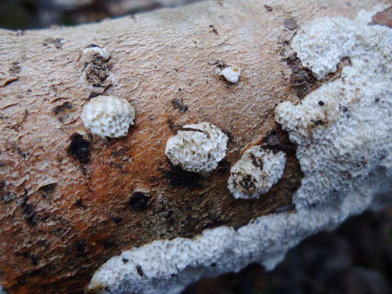 paradoxa ? , Natura Mediterraneo | Forum Naturalistico