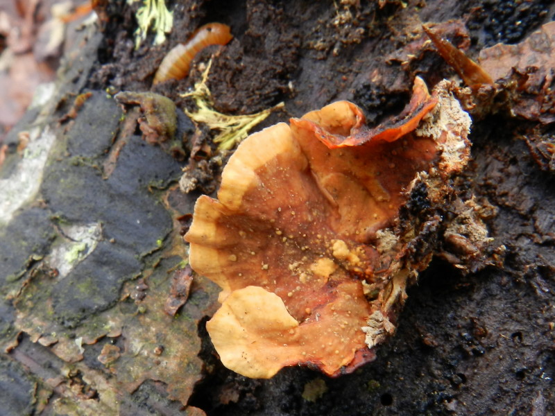 Stereum sp.-2 marzo (Stereum subtomentosum) , Natura Mediterraneo ...