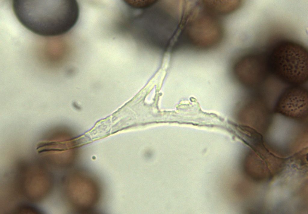 Unkown myxo , Natura Mediterraneo | Forum Naturalistico