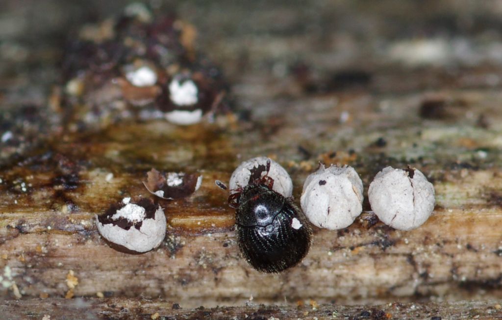 Diderma sp. , Natura Mediterraneo | Forum Naturalistico