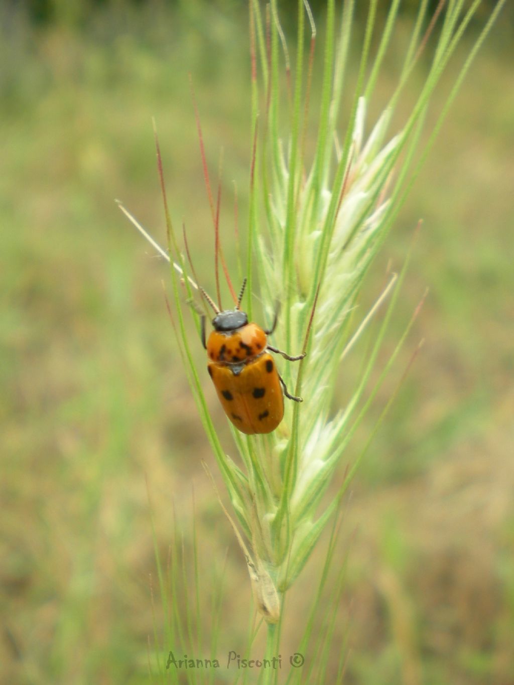 Clytra atraphaxidis (Chrysomelidae) , Natura Mediterraneo | Forum ...