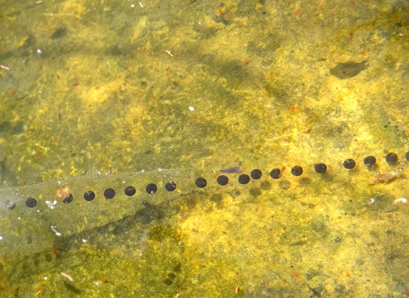 uova di......Bufo bufo (rospo comune) , Natura Mediterraneo | Forum ...