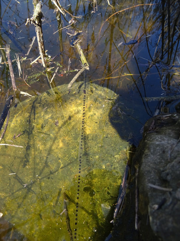 uova di......Bufo bufo (rospo comune) , Natura Mediterraneo | Forum ...