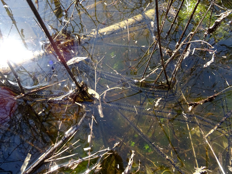 uova di......Bufo bufo (rospo comune) , Natura Mediterraneo | Forum ...