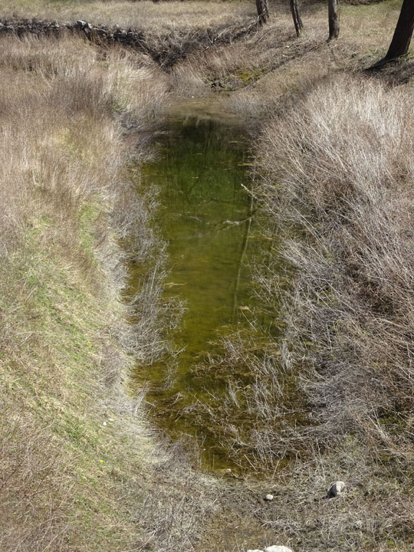 uova di......Bufo bufo (rospo comune) , Natura Mediterraneo | Forum ...