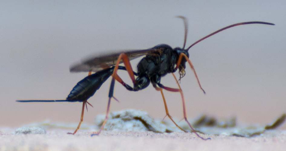 Ichneumonidae: femmina di Acroricnus stylator , Natura Mediterraneo ...