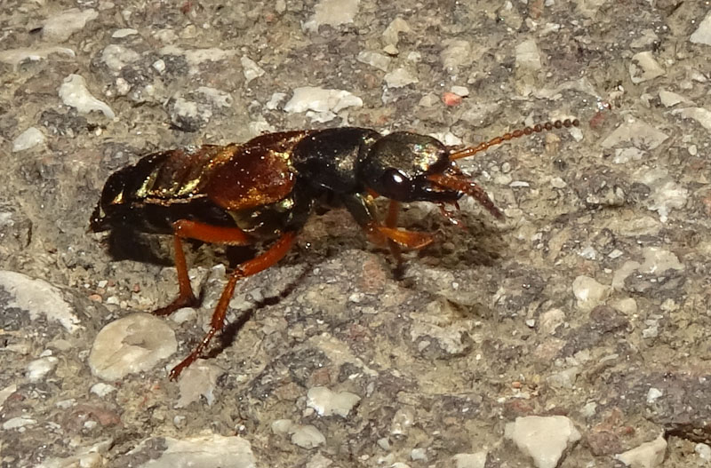 Staphylinus dimidiaticornis - Staphylinidae , Natura Mediterraneo ...