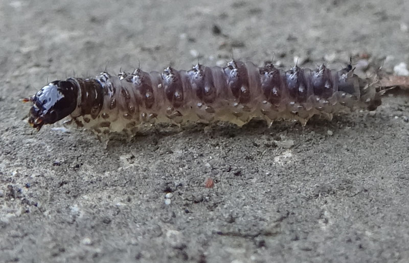 non so.........larva di Mecoptera Panorpidae , Natura Mediterraneo ...