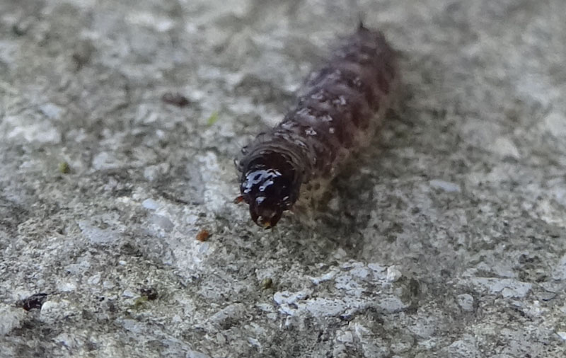 non so.........larva di Mecoptera Panorpidae , Natura Mediterraneo ...