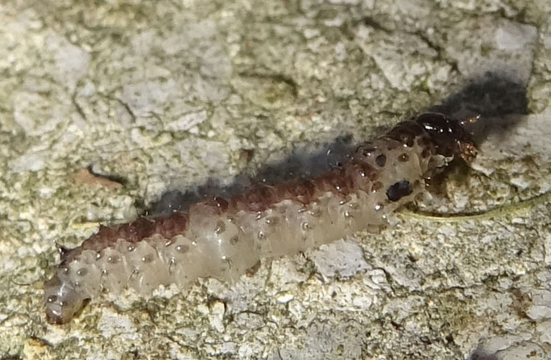 non so.........larva di Mecoptera Panorpidae , Natura Mediterraneo ...