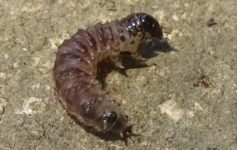 non so.........larva di Mecoptera Panorpidae , Natura Mediterraneo ...