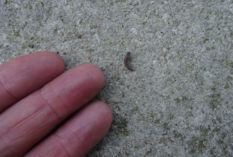 non so.........larva di Mecoptera Panorpidae , Natura Mediterraneo ...