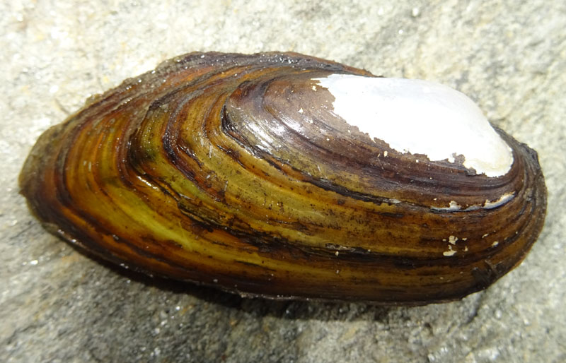 Unio mancus - Unionidae , Natura Mediterraneo | Forum Naturalistico