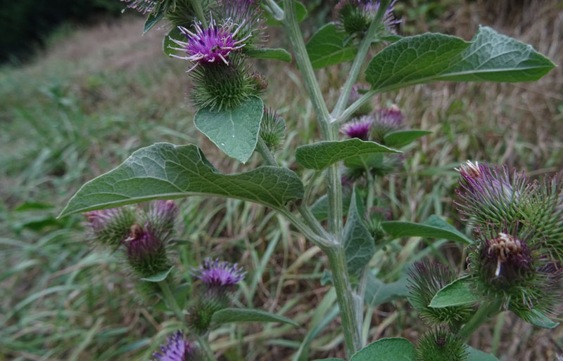 Arctium sp. - Asteraceae , Natura Mediterraneo | Forum Naturalistico