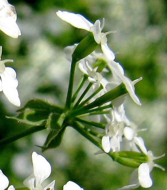 Anthriscus sylvestris / Cerfoglio selvatico , Natura Mediterraneo ...