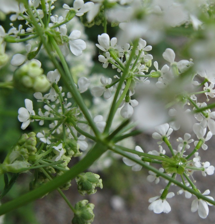 Anthriscus sylvestris / Cerfoglio selvatico , Natura Mediterraneo ...
