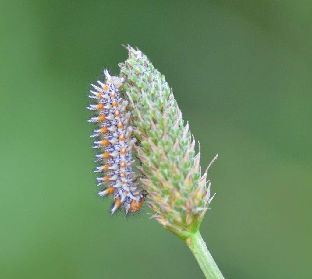 Bruco - Melitaea didyma , Natura Mediterraneo | Forum Naturalistico