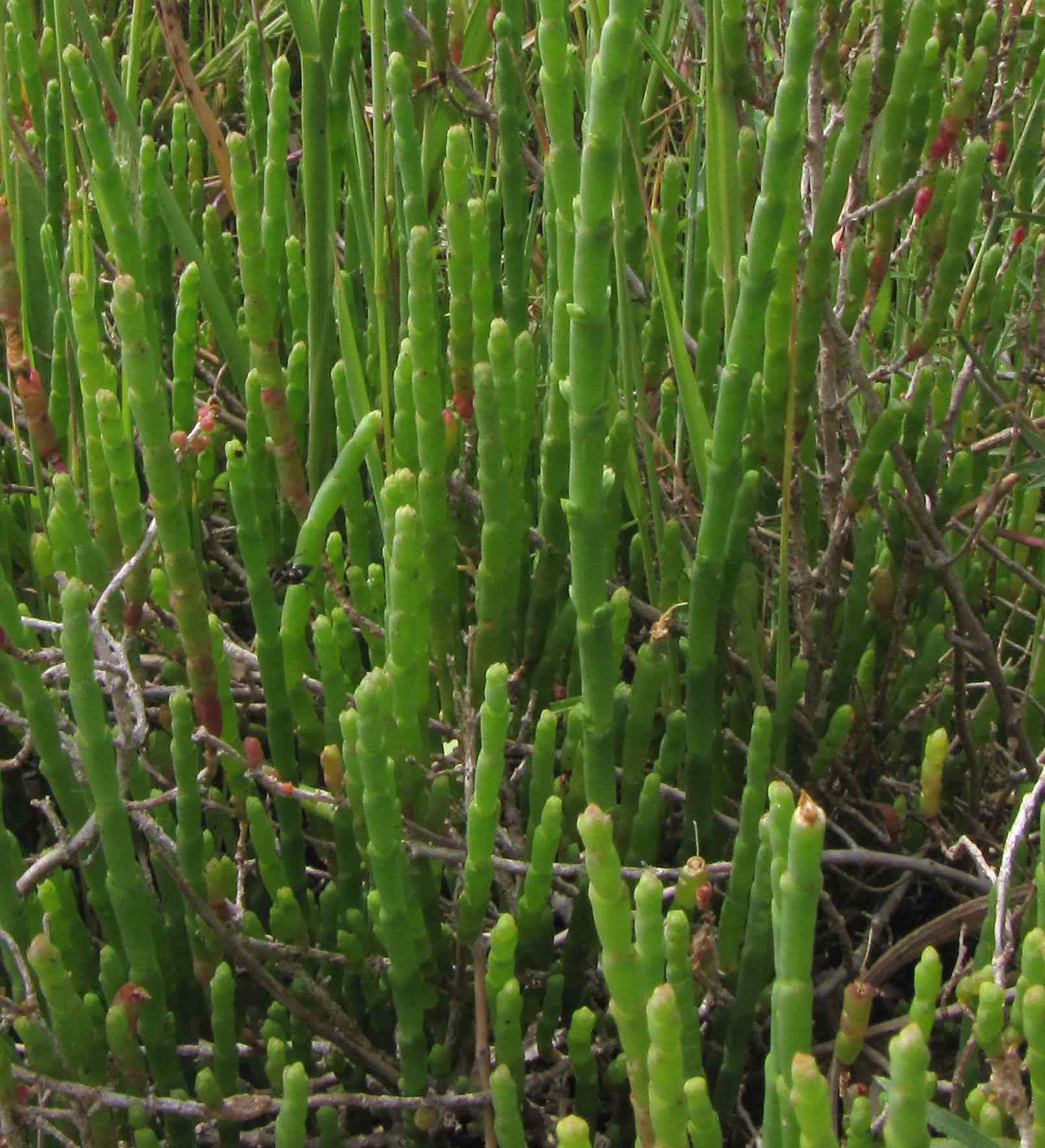 salicornia , Natura Mediterraneo | Forum Naturalistico