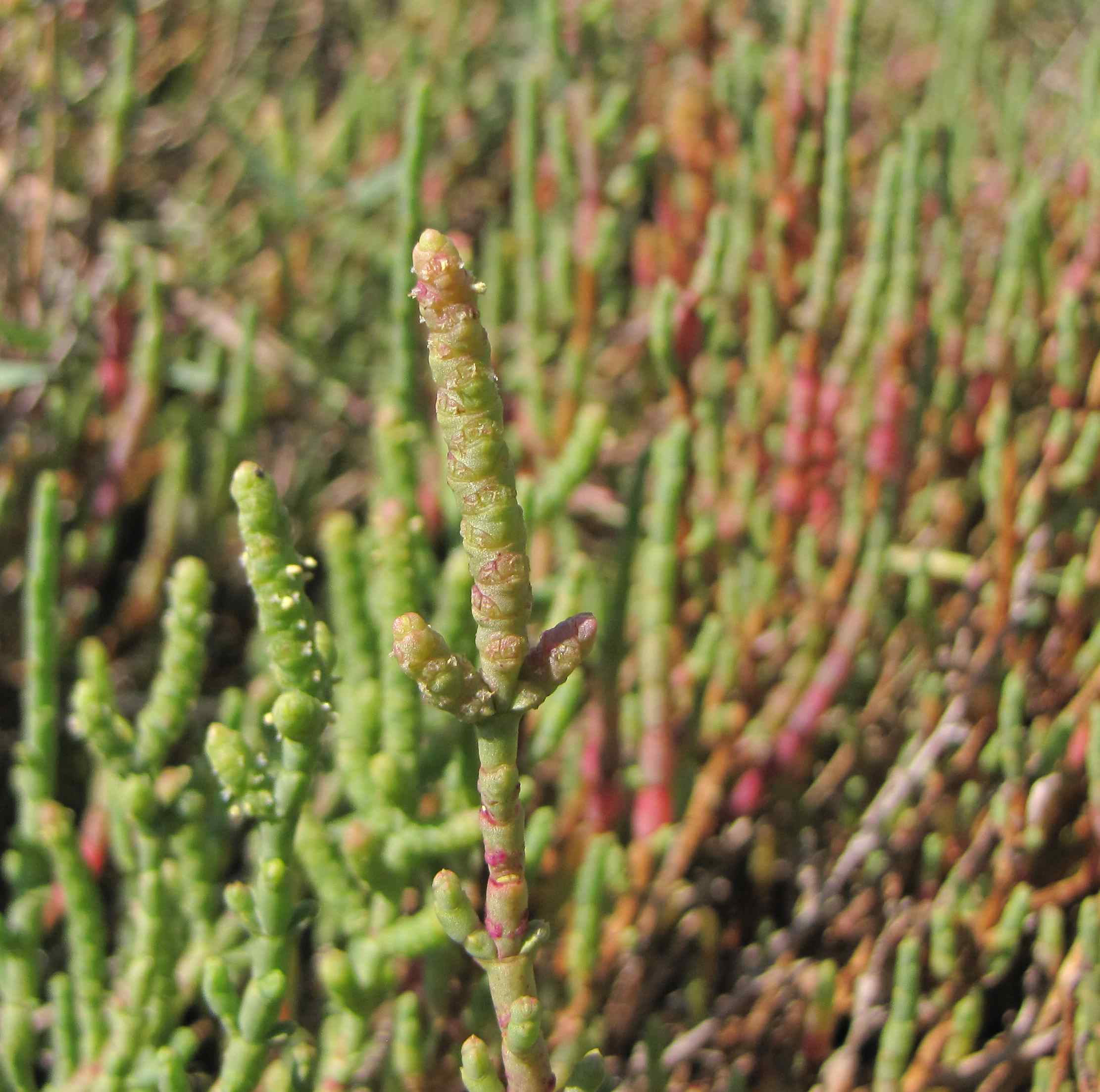 Salicornia sp. , Natura Mediterraneo | Forum Naturalistico